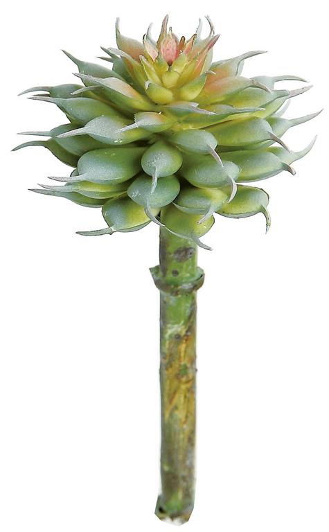 5" Small Spiny Succulent -Pink